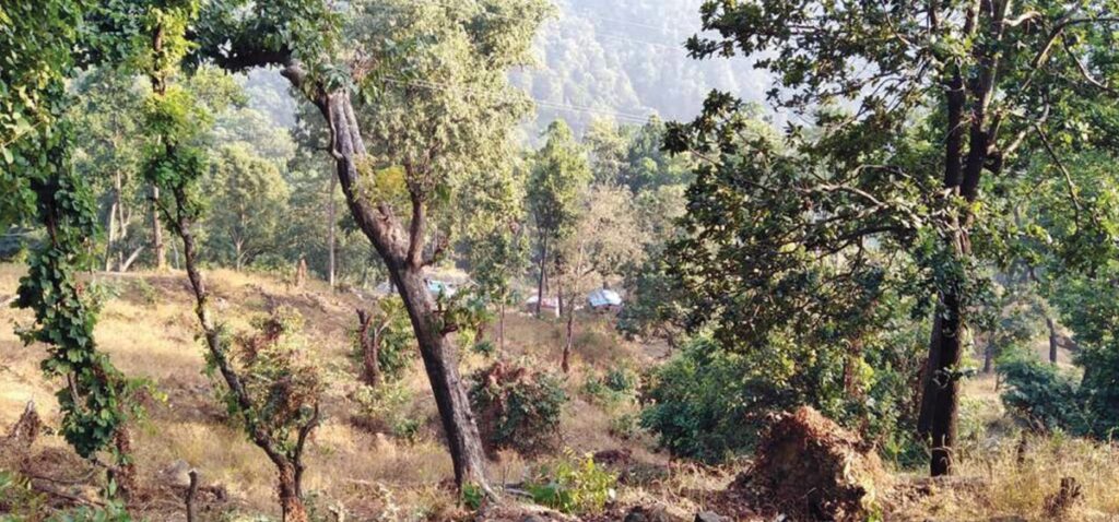 जङ्गली हात्तीको आवागमन बढेपछि कञ्चनपुरका चुरे फेदीका सामुदायिक वनमा ...